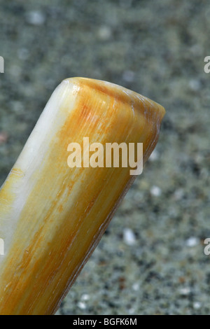 Grooved Razor Clam Solen marginatus shells on sand Stock Photo - Alamy