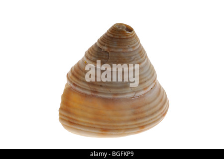Painted top shell (Calliostoma zizyphinum) on seashore, Sark, British ...