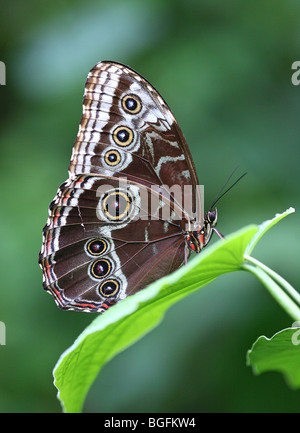 blue, leaf, macro, close-up, macro admission, close up view, single ...