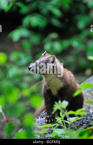 Portrait of pine marten on tree trunk Stock Photo - Alamy