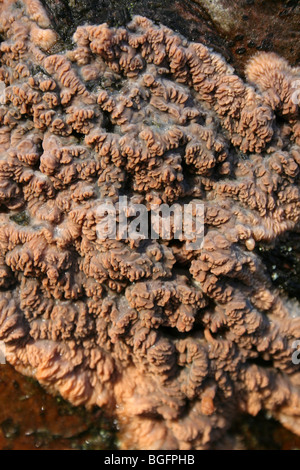Wrinkled Crust Fungi Phlebia radiata Stock Photo - Alamy