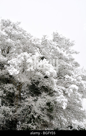 Snow ladened tree in England, UK. January 2010 Stock Photo - Alamy