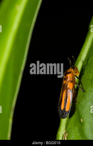 Tropical froghopper, order Hemiptera, family Cercopidae. Photographed ...