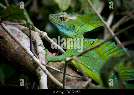 Plumed basilisk (Basiliscus plumifrons), also known as the green ...