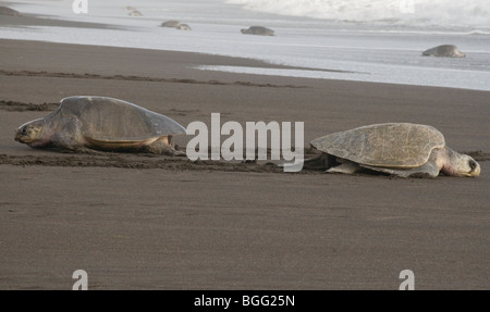 Olive ridley sea turtles or Lepidochelys olivacea during mating in the ...