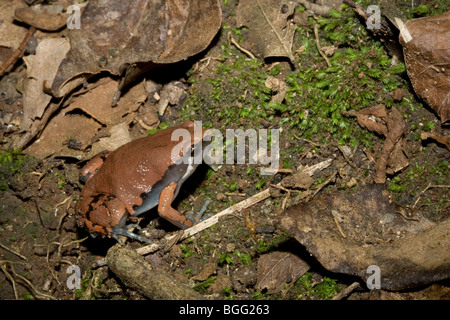 Sheep Frog (Hypopachus variolosus Stock Photo - Alamy