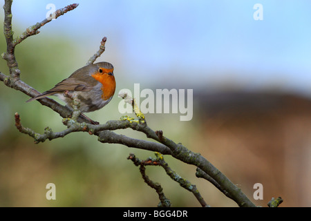 Robin [ Erithacus rubecula ] on Apple tree with out of focus blossom ...