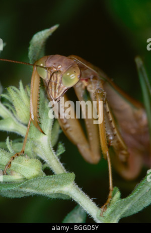 Common praying Mantis in garden in Central Park, New York City Stock ...