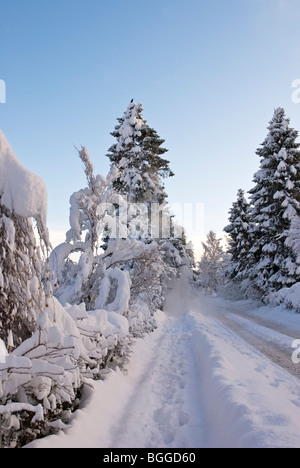 Snow falling off a tree Stock Photo - Alamy