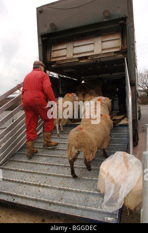 sheep lambs market livestock lorry transport farm farms farming sheep ...