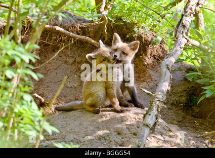 red fox (Vulpes vulpes), two fox puppies in front of their den ...