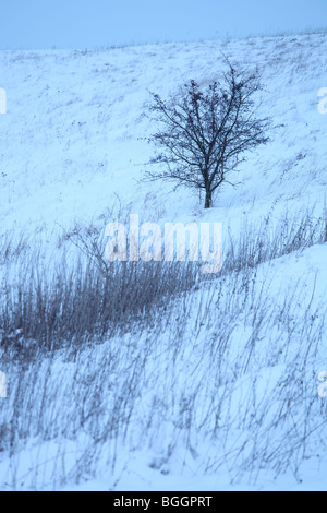 sallow thorn (Hippophae rhamnoides) in a winter landscape at dusk ...