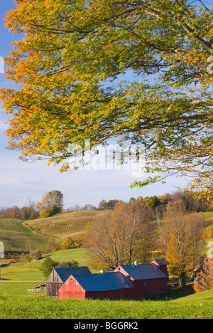 Jenne Farm with barn at sunny autumn morning Stock Photo - Alamy