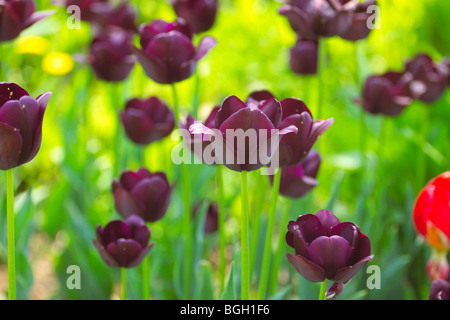 Purple color Tulips Bloom in Spring in garden Stock Photo - Alamy