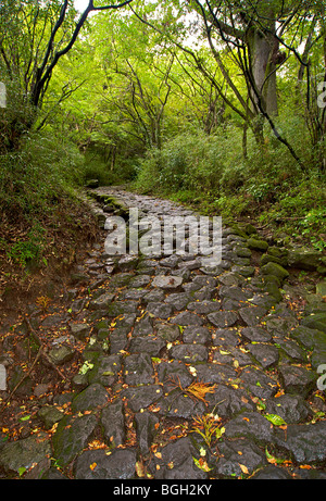 Old Tokaido Highway road trees in cedar forest Hakone Kanagawa ...