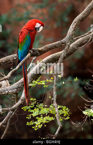 Red and Green Macaw in jungle park at Tenerife, Canary Islands, Spain ...