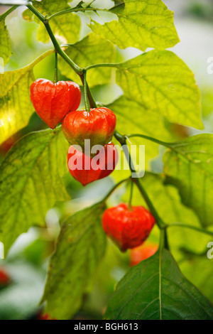 Chinese Lantern Tree Stock Photo - Alamy