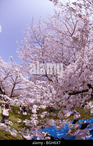Blooming cherry blossom trees at Osaka Castle Stock Photo - Alamy
