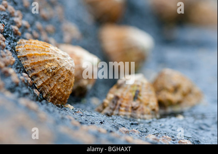 A natural macro closeup of limpet shells attached to blue rocks on a ...