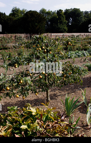 ESPALIER PEAR TREE IN VICTORIAN WALLED GARDEN Stock Photo - Alamy