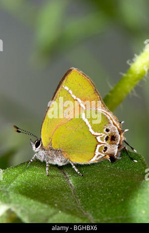 Xami Hairstreak butterfly Stock Photo - Alamy