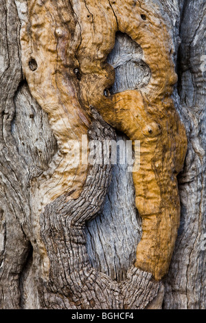Leadwood tree bark Combretum imberbe Stock Photo - Alamy