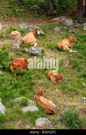 Corsican cows in the forest - Alta Rocca Corsica France Stock Photo - Alamy