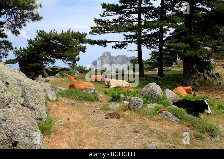 Cows free to pass Bavella in Corsica. France Stock Photo - Alamy