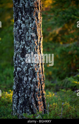 Solitary Finnish pine tree ( pinus sylvestris ) growing on a rock at ...