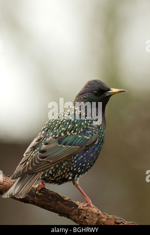Common Starling very close shot portrait with extreme colours Stock ...