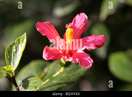 Mandrinette or Augerine, Hibiscus fragilis, Malvaceae, Mauritius ...
