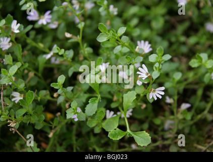 Creeping Fan-flower or Alpine Fan-flower, Scaevola hookeri ...
