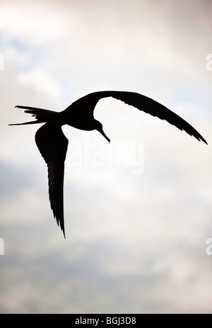 Silhouette of frigate bird Stock Photo - Alamy