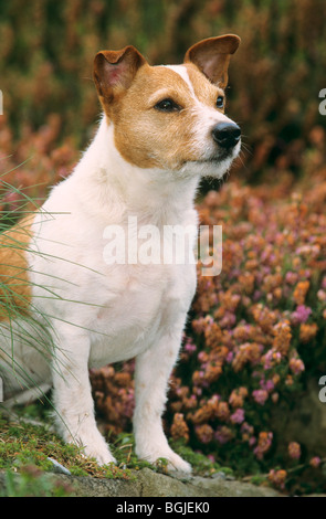 Dog jack russell terrier stands on a scale with a measuring tape Stock ...