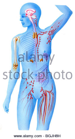 Lymphatic System Of Female Body Anatomy In X-ray Form Stock Photo ...