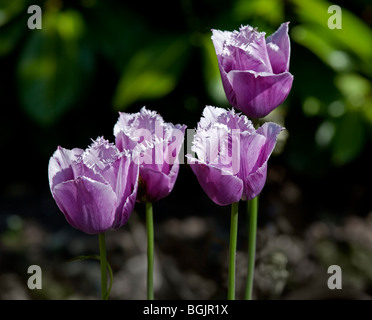 Tulip Blue Heron Stock Photo - Alamy