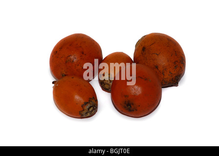 Tucumã palm tree ( Astrocaryum aculeatum ), Amazon rain forest, Brazil ...