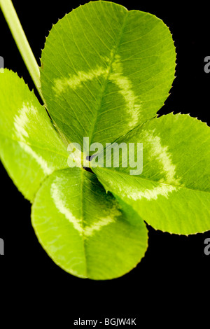 Close-up of real leaf clover on green shamrock field background ...