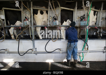 Joel Krall , dairy farmer, milking cows Lebanon PA Stock Photo - Alamy