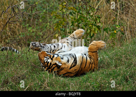 Bengal tiger (Panthera tigris Tigris) rolling on back, the natural ...