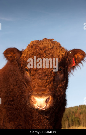 Luing bull with his herd of cattle on upland pasture near Sanquhar ...