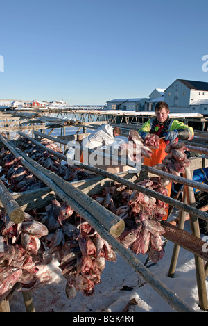 Fish heads hanging to dry, Reine, Norway Stock Photo - Alamy