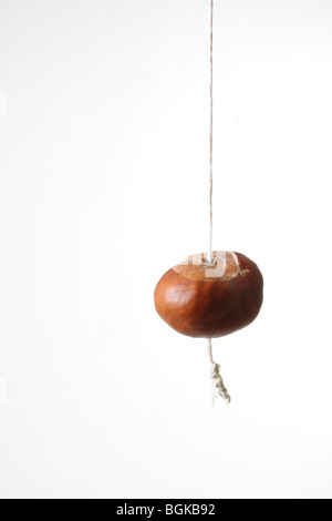 British conker on a piece of string Stock Photo - Alamy