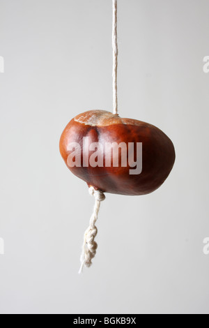 A conker hanging on a string Stock Photo: 42125315 - Alamy