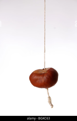 British conker on a piece of string Stock Photo - Alamy
