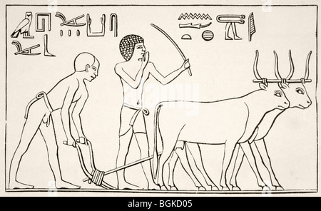 Ploughing with oxen in ancient Egypt Stock Photo - Alamy