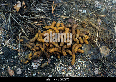 Black grouse droppings Stock Photo - Alamy