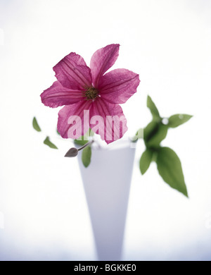 Selective focus shot of purple flower in the garden Stock Photo - Alamy
