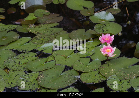 Pink flowering water lily in pond with bright green leaves in Darwin ...