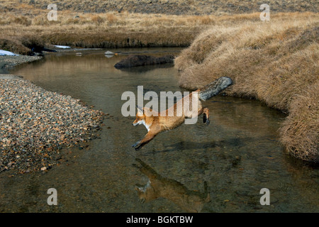 Red fox (Vulpes vulpes) jumping over water at night, Salamanca, Spain ...